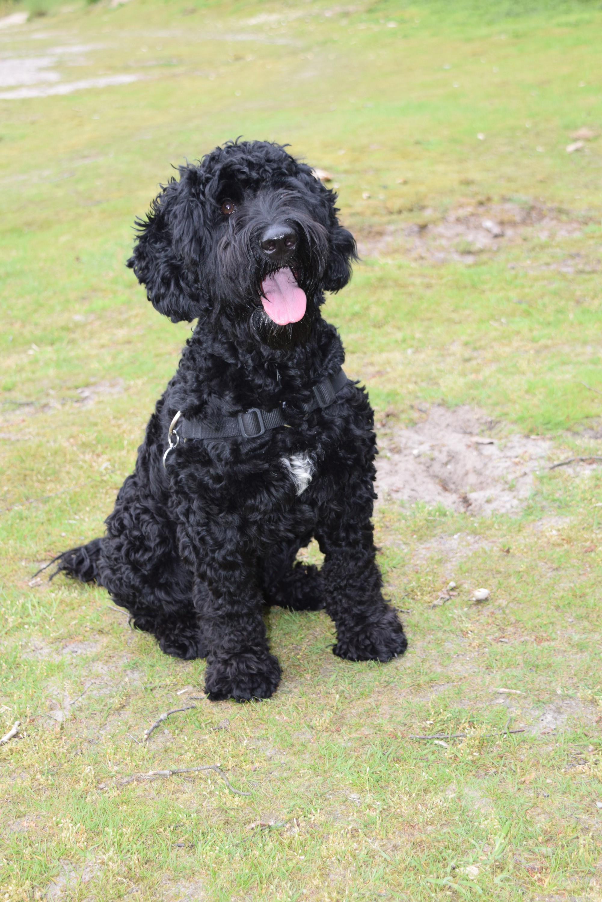 Australian Labradoodle/Cobberdogs - Dog Sweet Dog